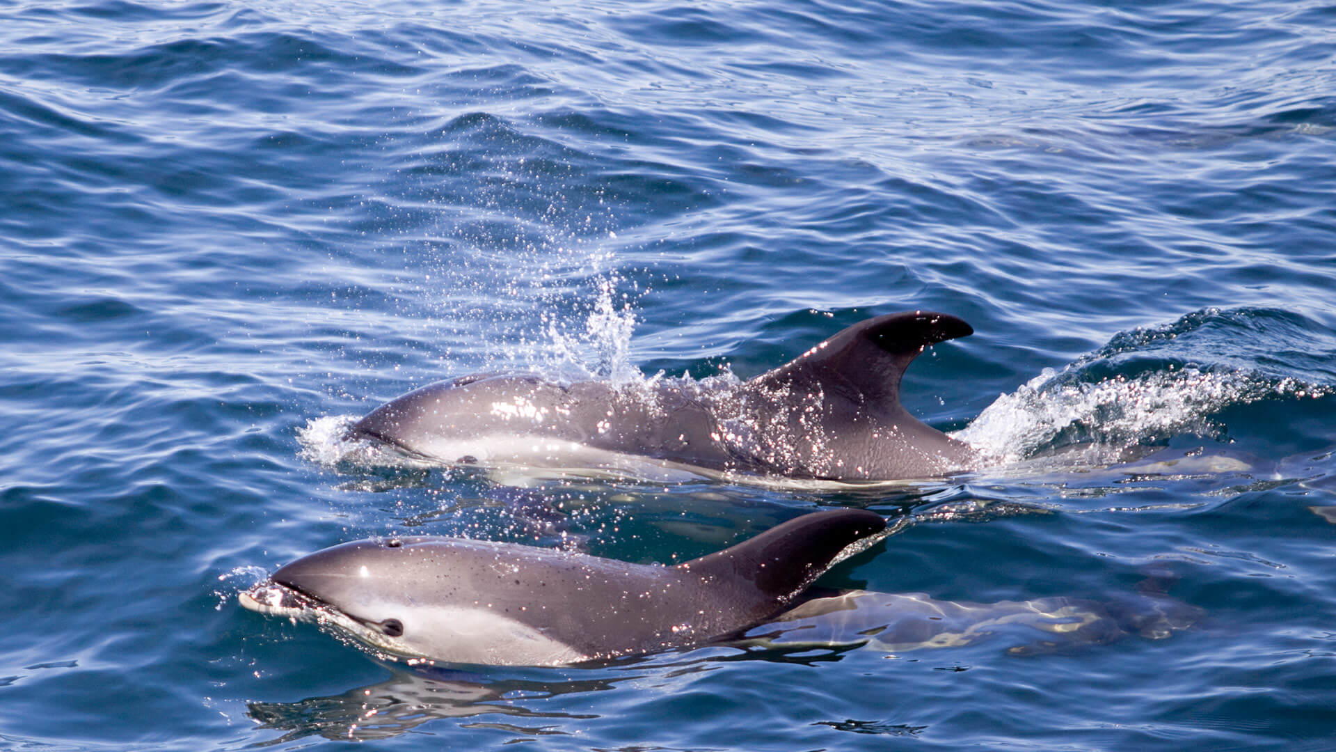 Dolphin Watching | Things To Do In West Clare | Treacys West County