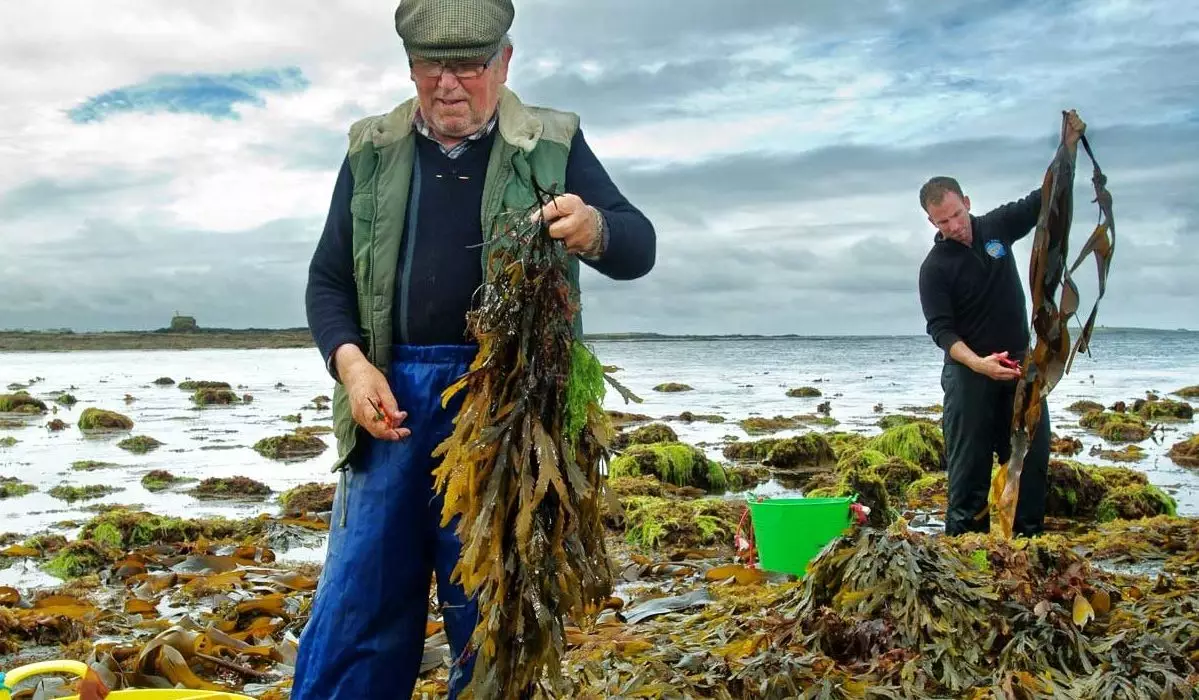 Irish Seaweed Tour | Seaweed Foraging | Treacys West County Hotel